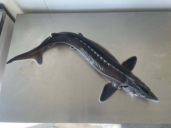 Pește întreg congelat – Ferma piscicola Gavella