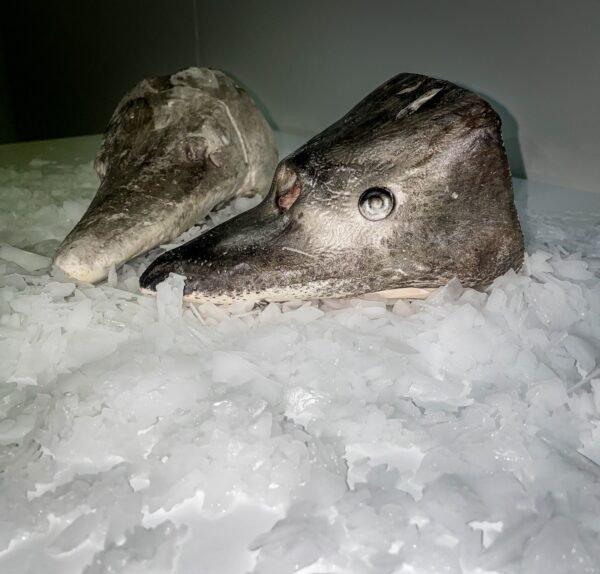 Cap si coada sturion – Gavella Sturion